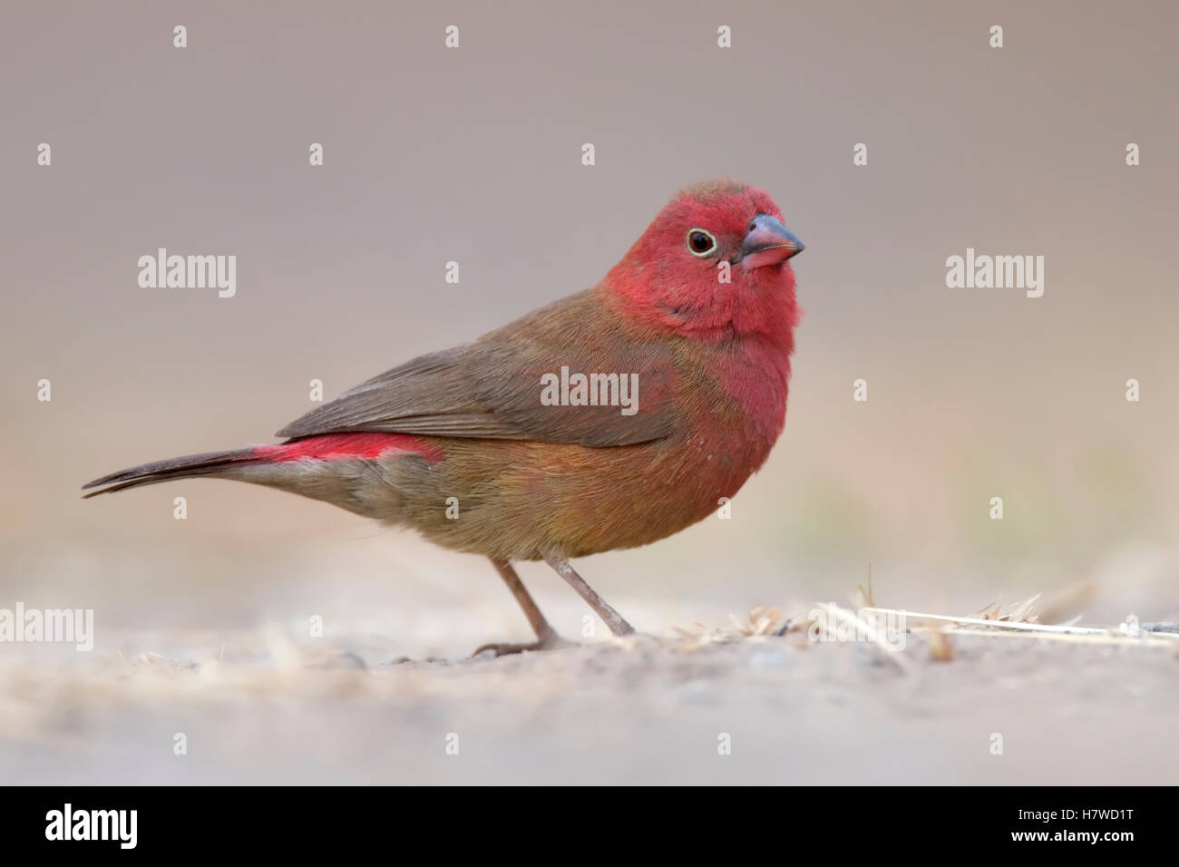 Red-billed Firefinch (Lagonosticta senegala), Kafue National Park ...