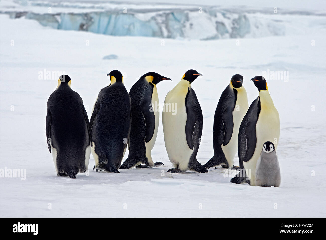 Emperor Penguin (Aptenodytes forsteri) group, Antarctica Stock Photo ...