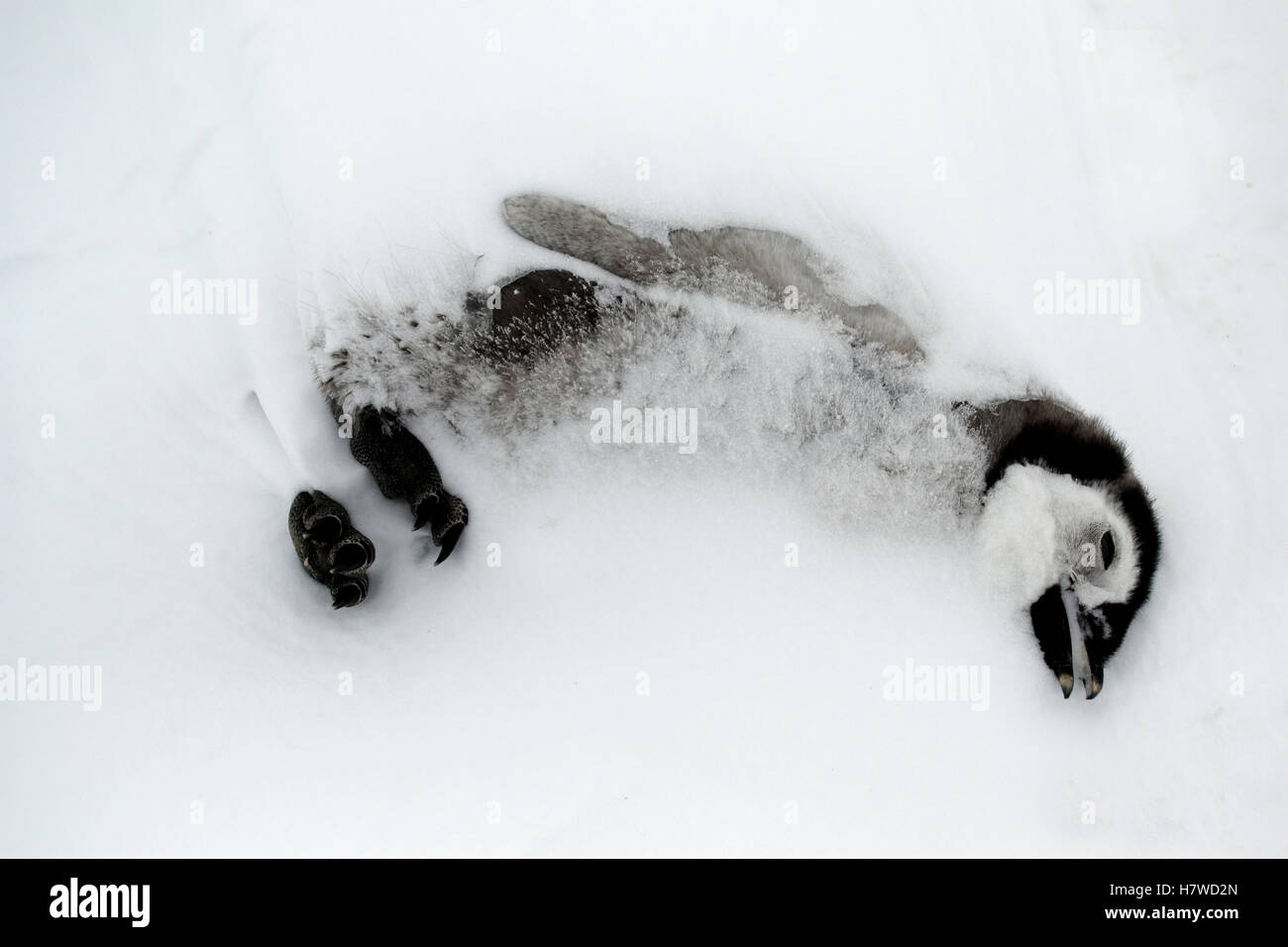 Emperor Penguin (Aptenodytes forsteri) dead chick, Antarctica Stock ...