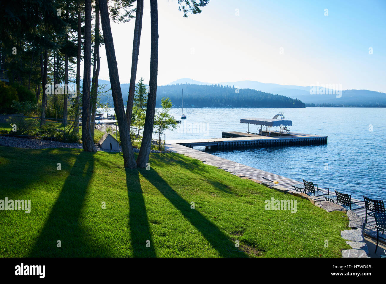 green grass dock Stock Photo - Alamy