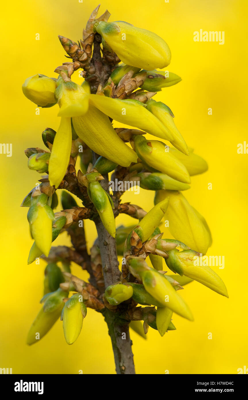 Common Forsythia (Forsythia intermedia) buds, Netherlands Stock Photo ...