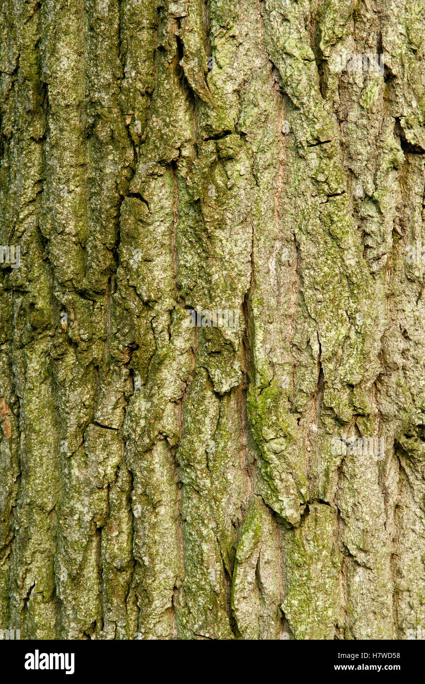 Canadian Poplar (Populus canadensis) bark, Netherlands Stock Photo - Alamy