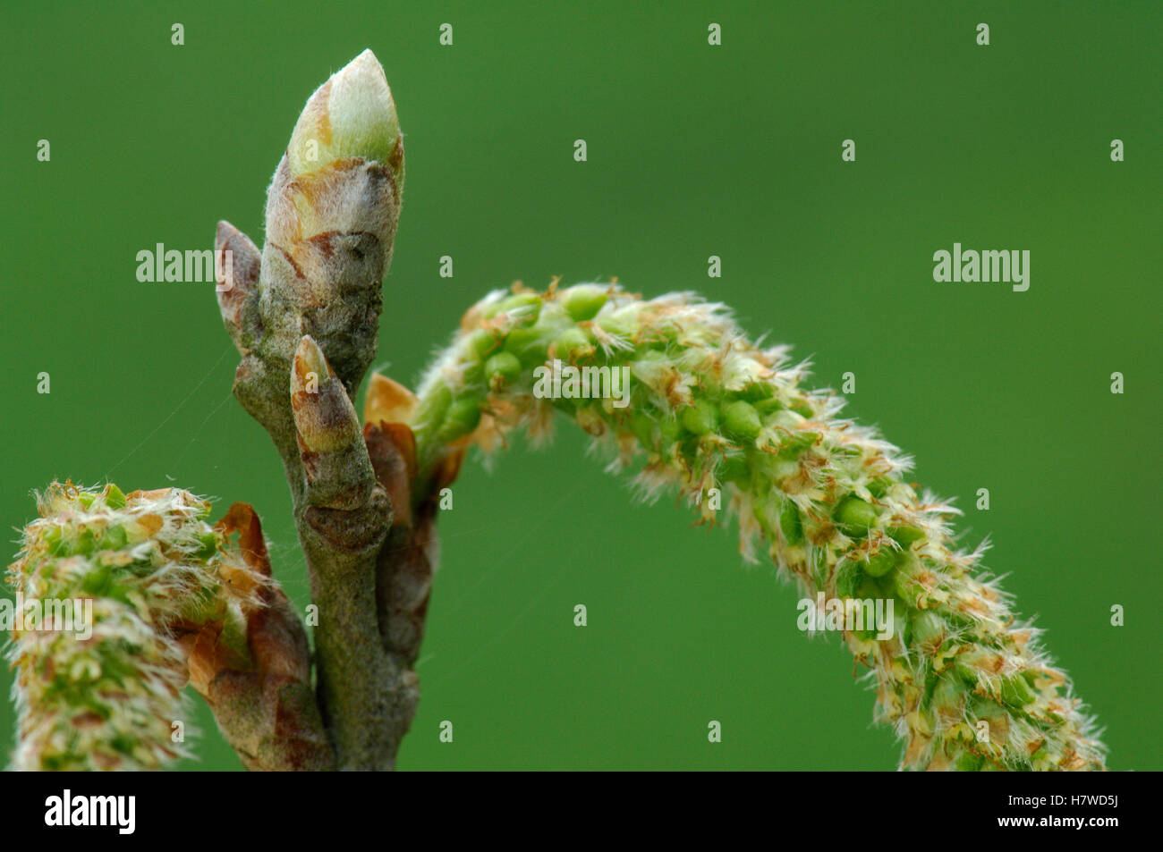Gray Poplar (Populus canescens) bud, Netherlands Stock Photo - Alamy