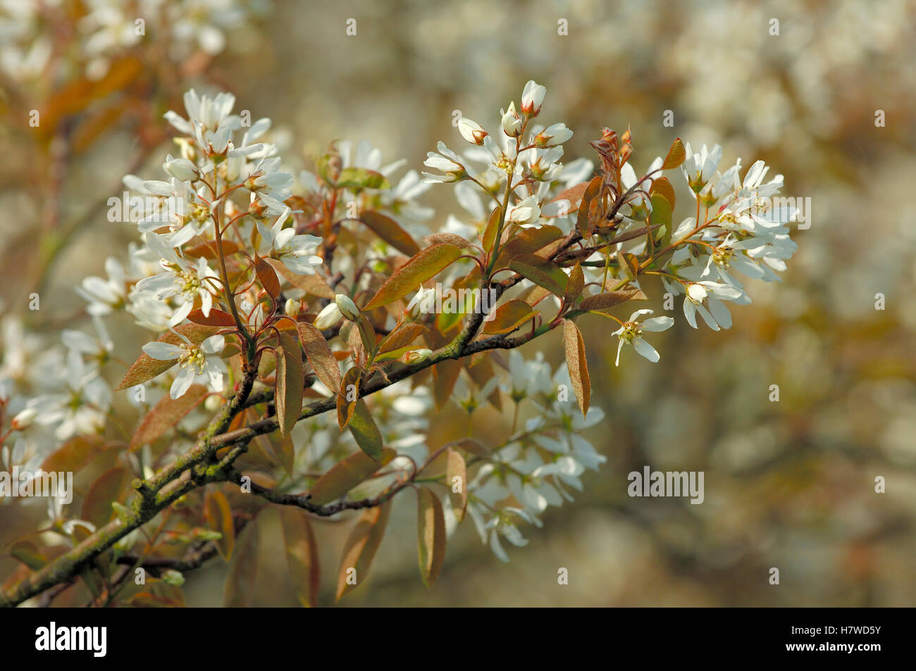 Juneberry (Amelanchier lamarckii) flowering, Netherlands Stock Photo ...