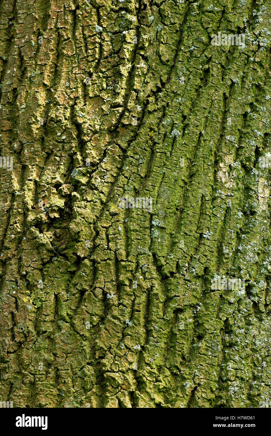 European Ash (Fraxinus excelsior) bark, Netherlands Stock Photo - Alamy