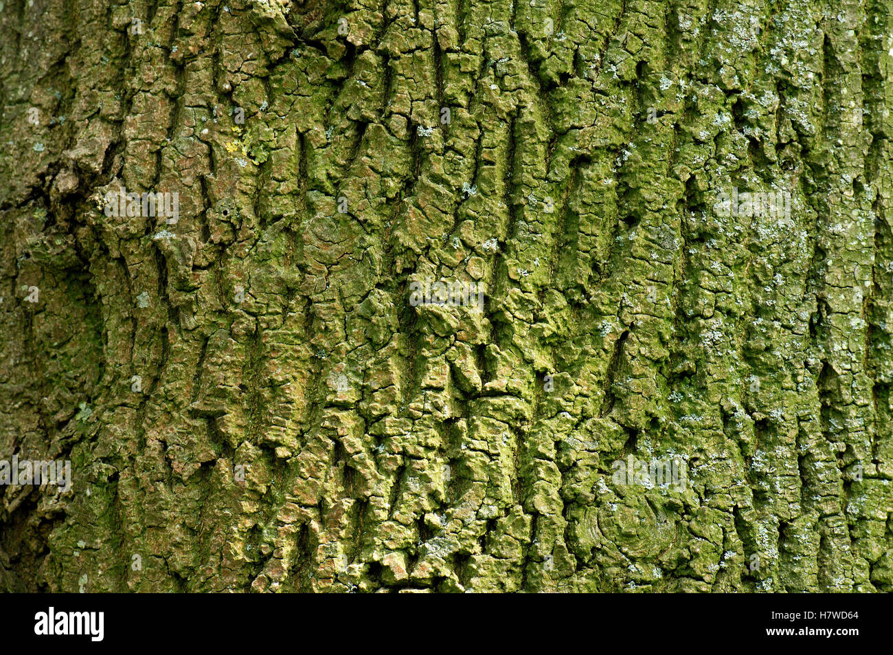 European Ash (Fraxinus excelsior) bark, Netherlands Stock Photo - Alamy