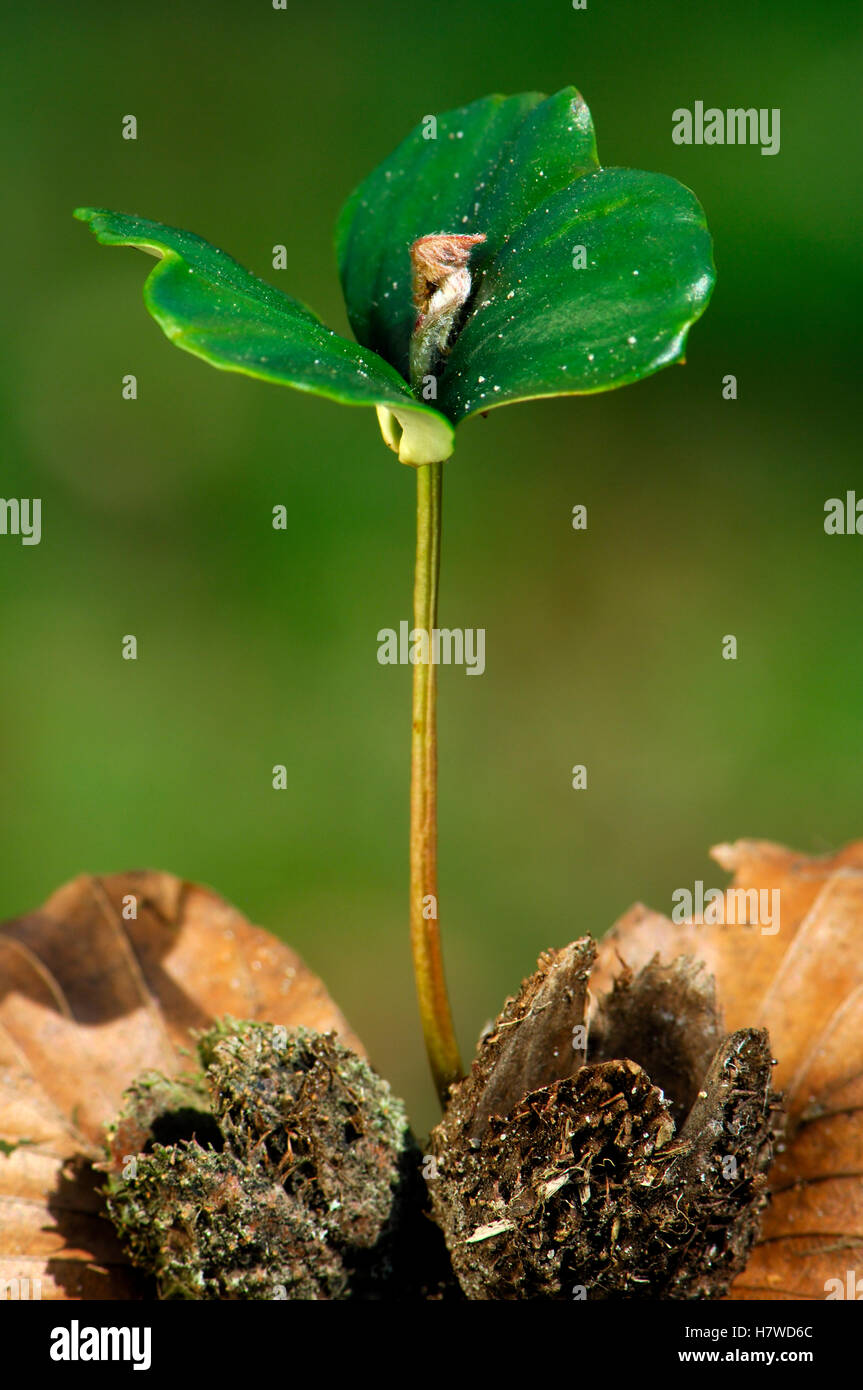 European Beech (Fagus sylvatica) sprouting from seed, Netherlands Stock ...
