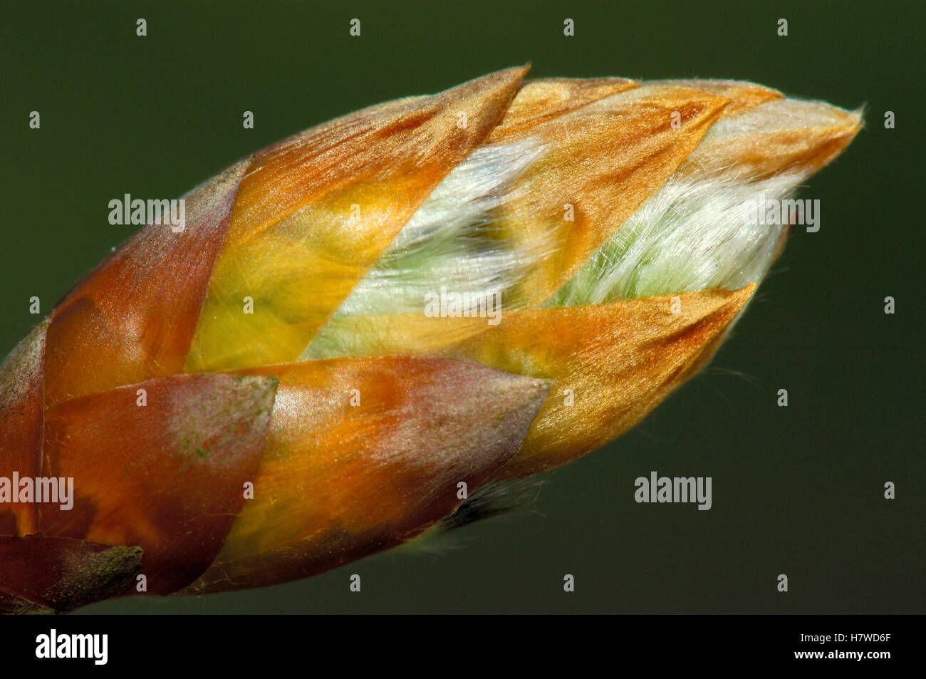 European Beech (Fagus sylvatica) bud, Netherlands Stock Photo - Alamy