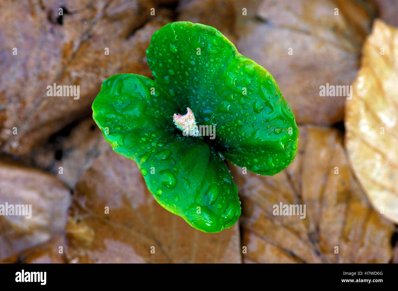 European Beech (Fagus sylvatica) sprouting from seed, Netherlands Stock ...