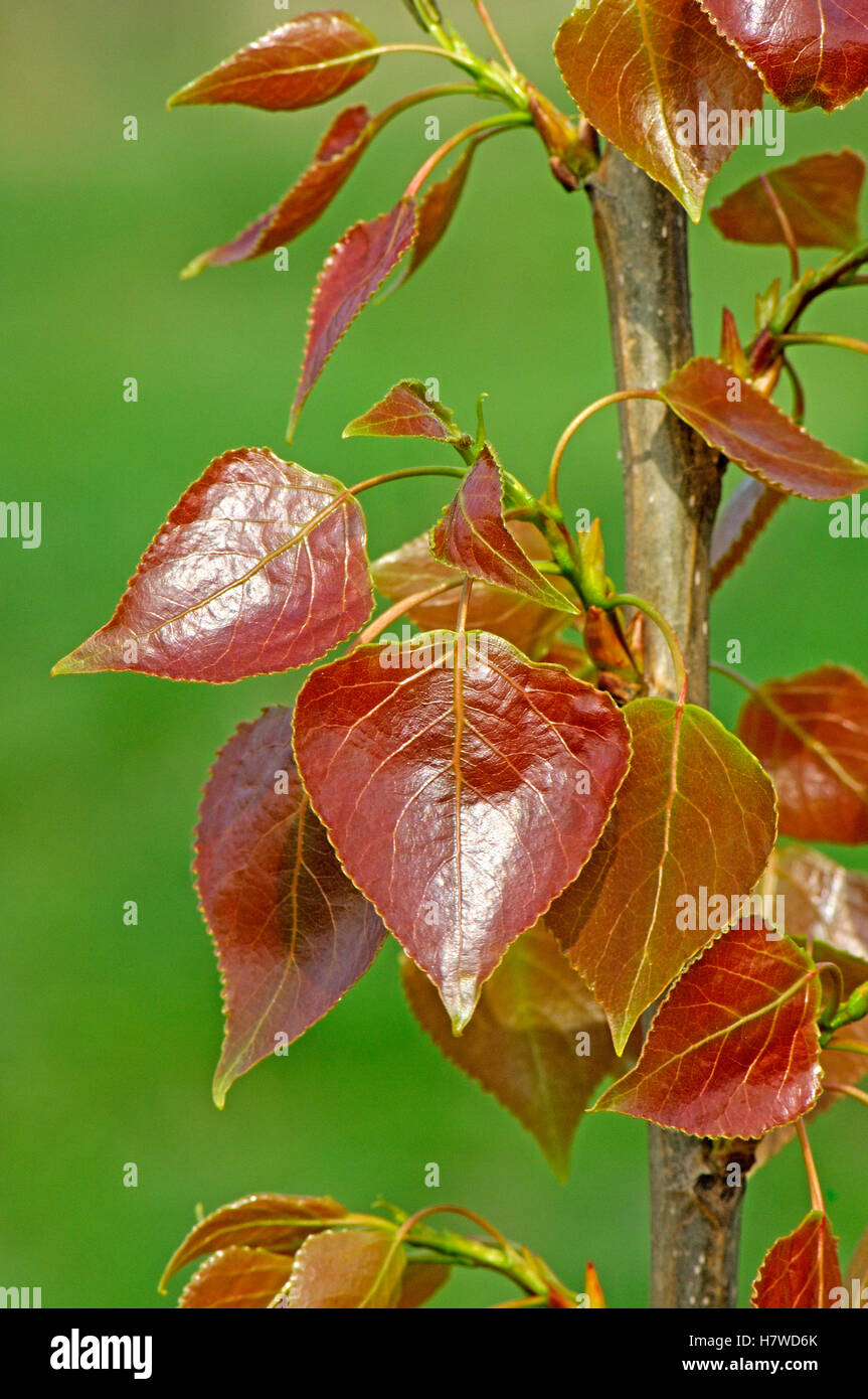 Canadian Poplar (Populus canadensis) leaves, Netherlands Stock Photo ...