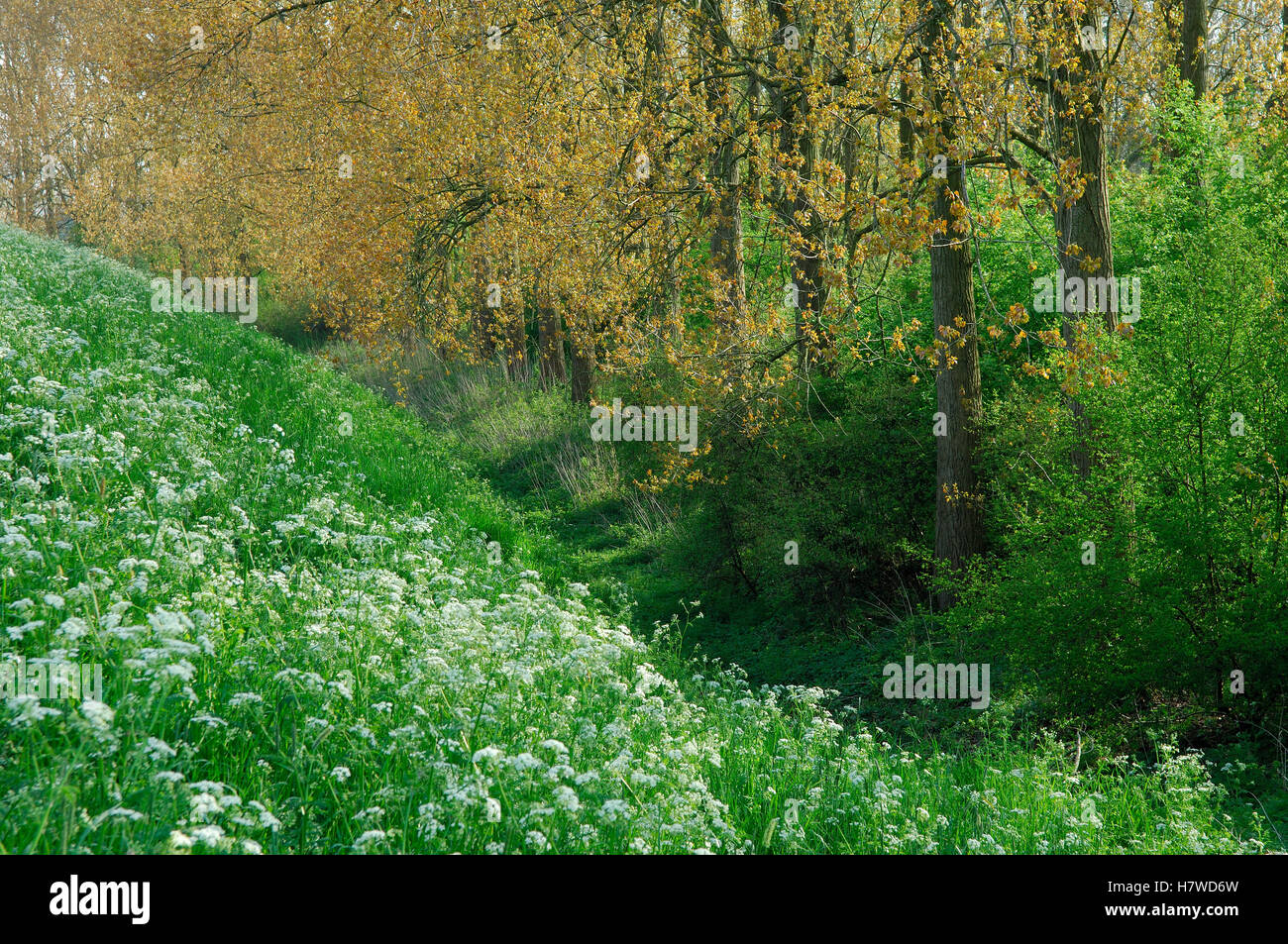 Canadian Poplar (Populus canadensis) grove and flower field ...