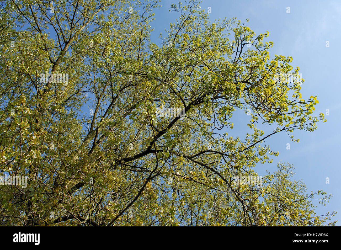 Canadian Poplar (Populus canadensis) tree in spring, Netherlands Stock ...