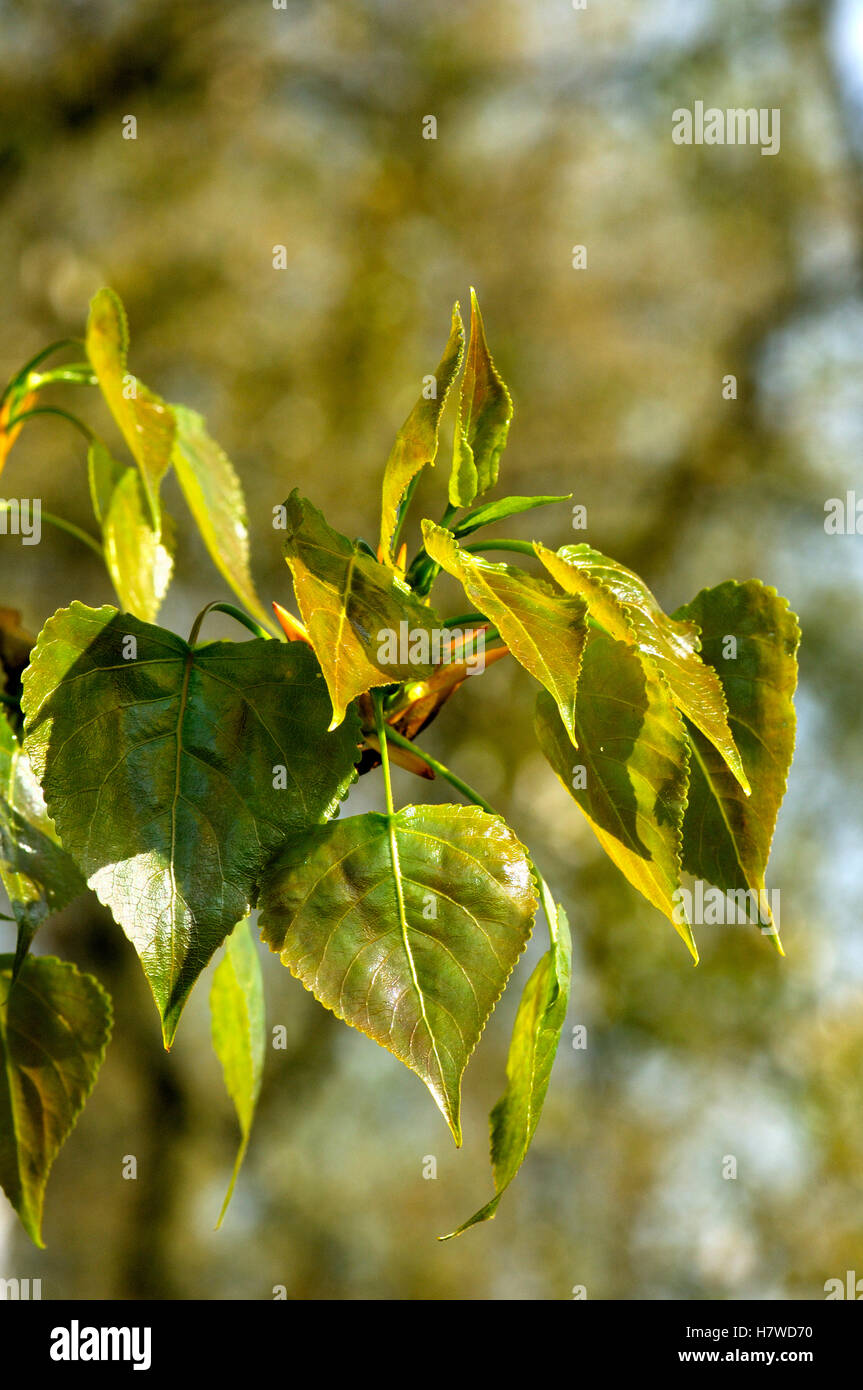 Canadian Poplar (Populus canadensis) leaves, Netherlands Stock Photo ...
