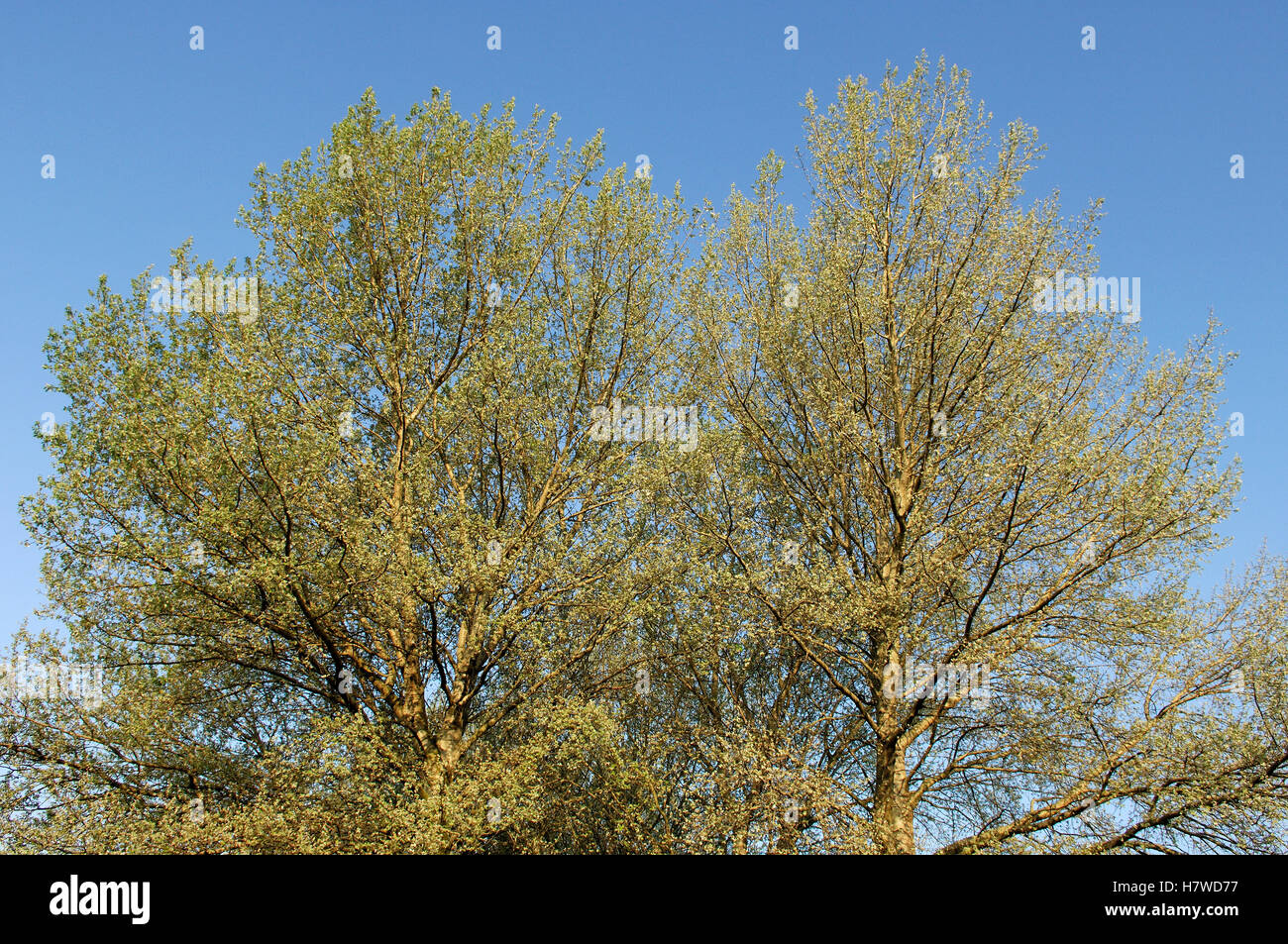 Gray Poplar (Populus canescens) trees in spring, Netherlands Stock ...