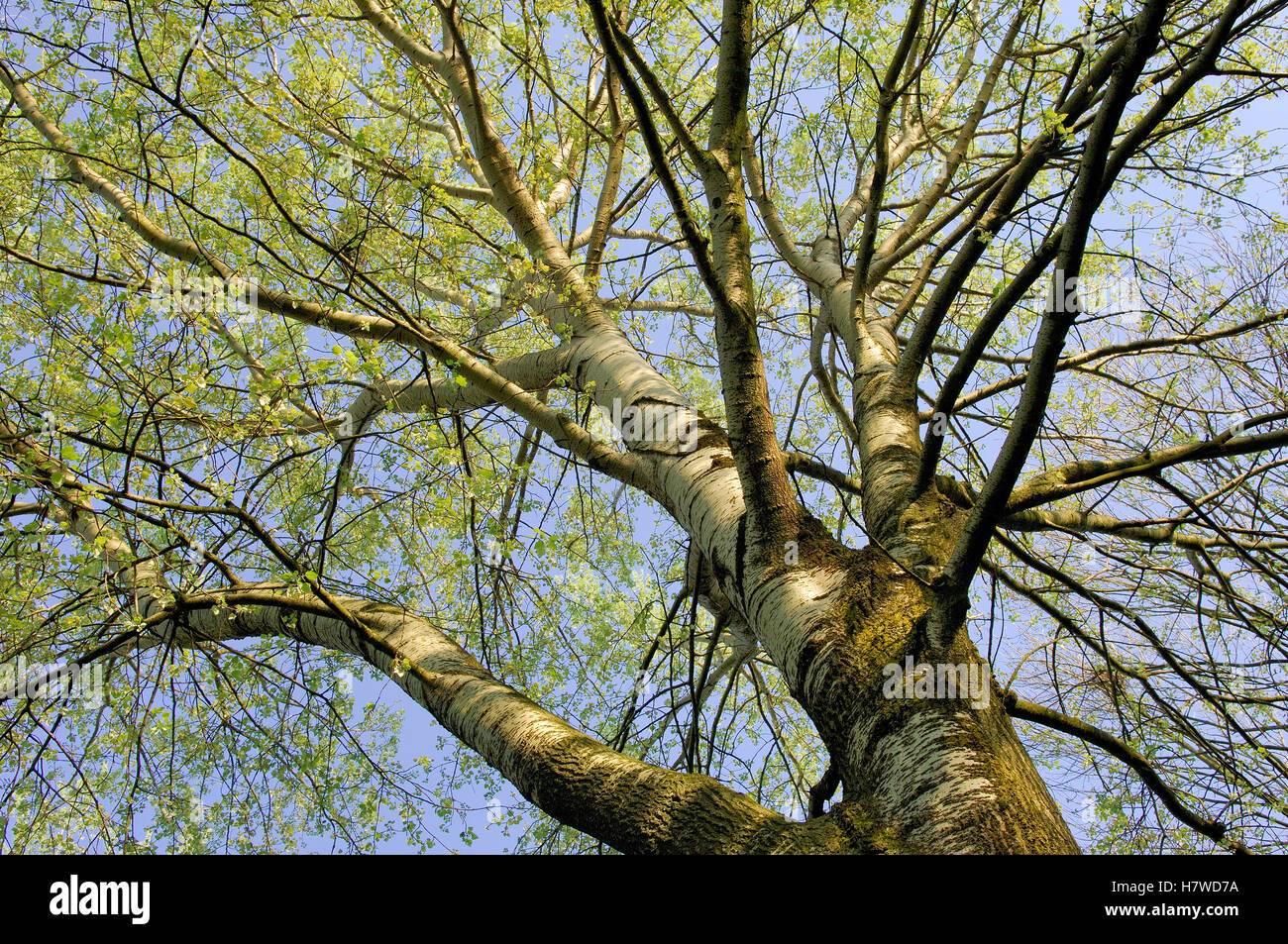 Gray Poplar (Populus canescens) tree, Netherlands Stock Photo - Alamy