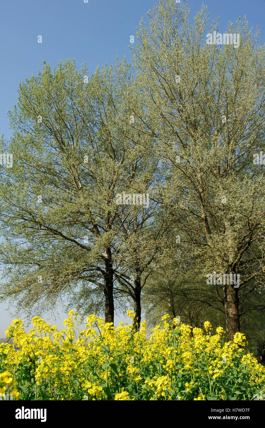 Gray Poplar (Populus canescens) trees and wildflowers, Netherlands ...