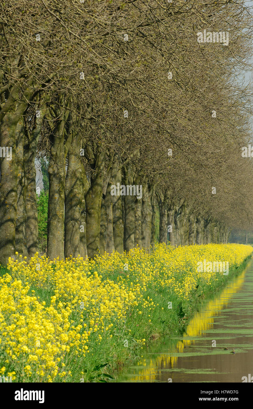 European Ash (Fraxinus excelsior) trees and wildflowers, Netherlands ...