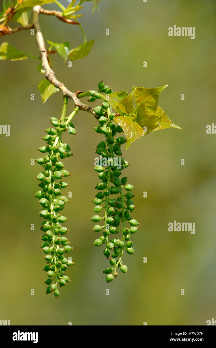 Canadian Poplar (Populus canadensis) catkins, Netherlands Stock Photo ...