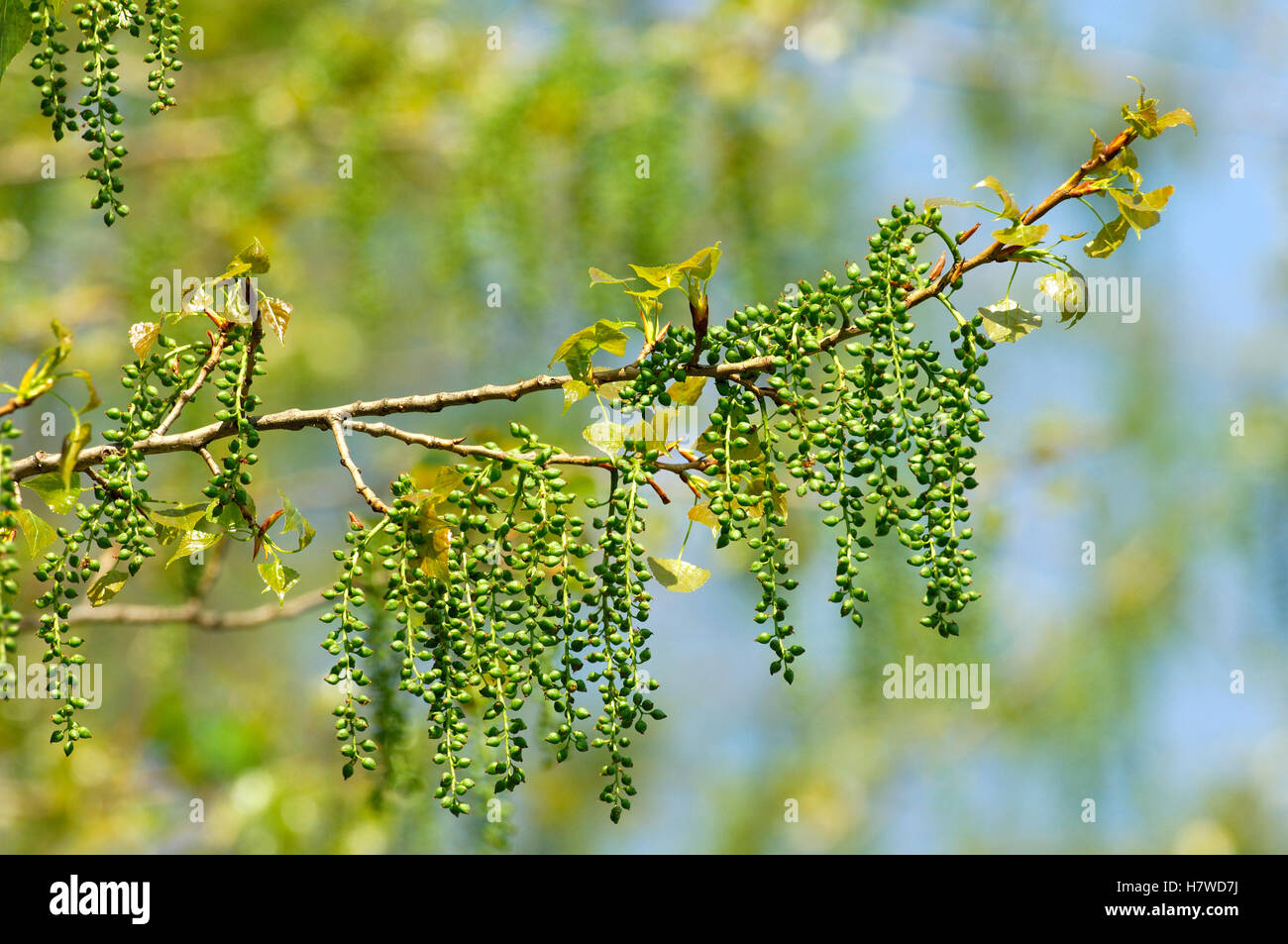 Canadian Poplar (Populus canadensis) catkins, Netherlands Stock Photo ...
