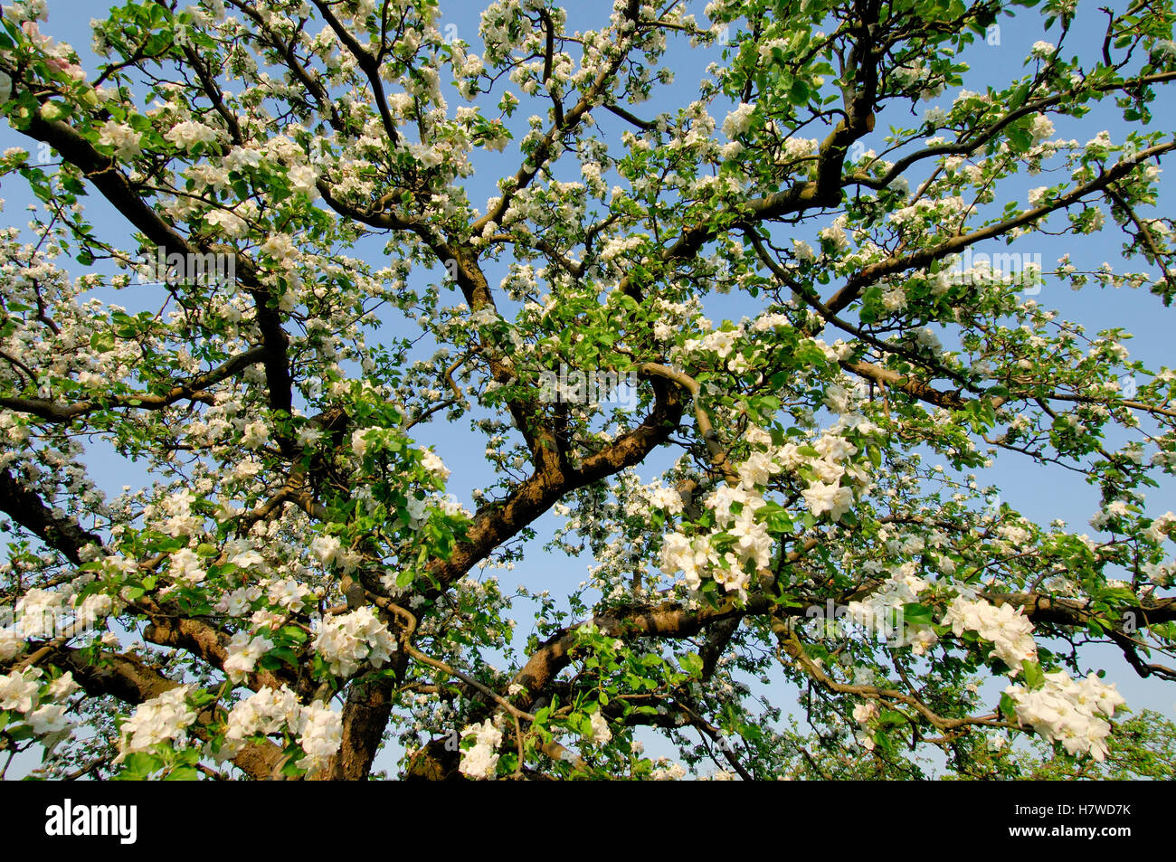 Apple (Malus sp) tree flowering, Netherlands Stock Photo - Alamy