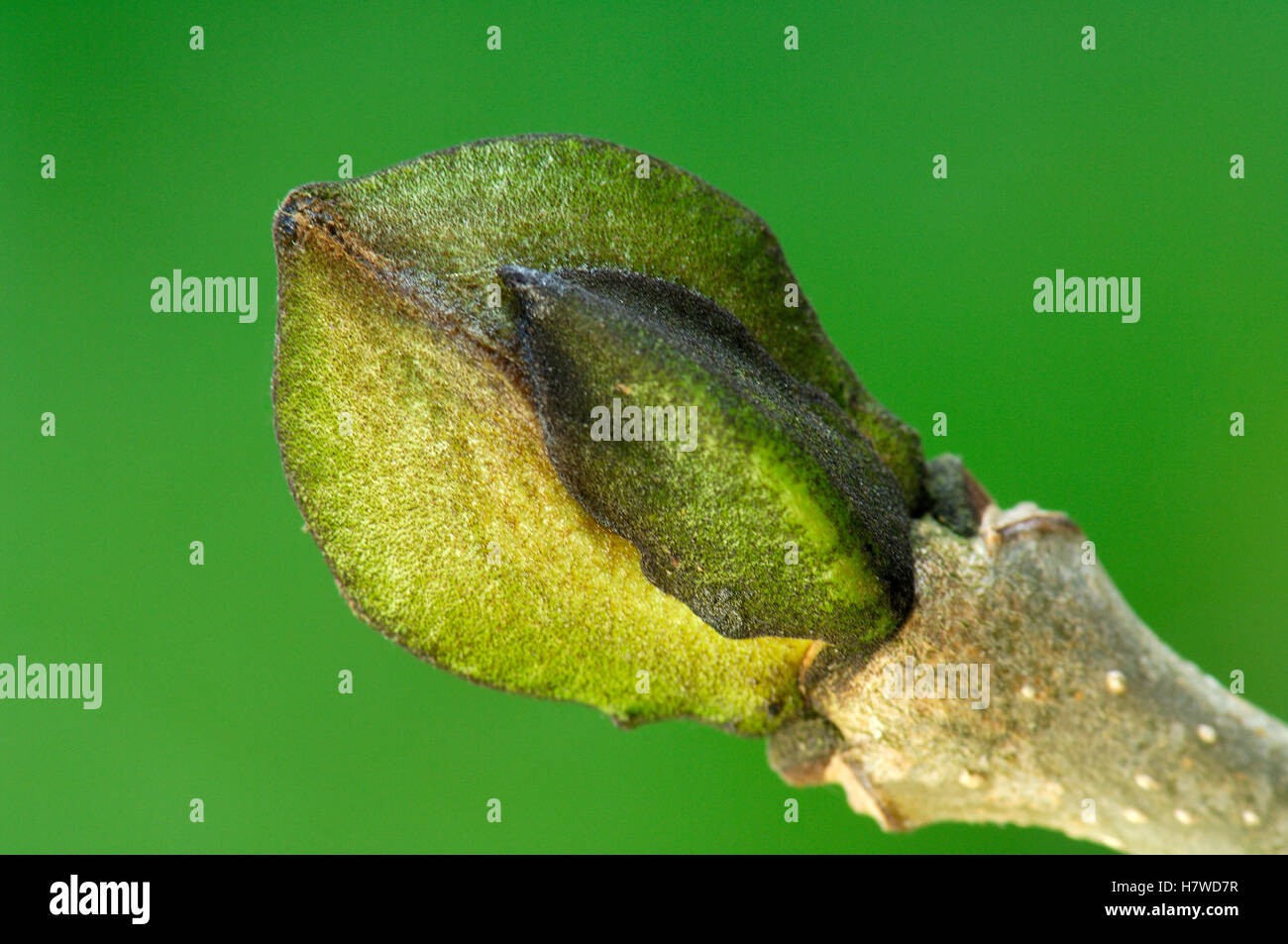 European Ash (Fraxinus excelsior) bud, Netherlands Stock Photo - Alamy