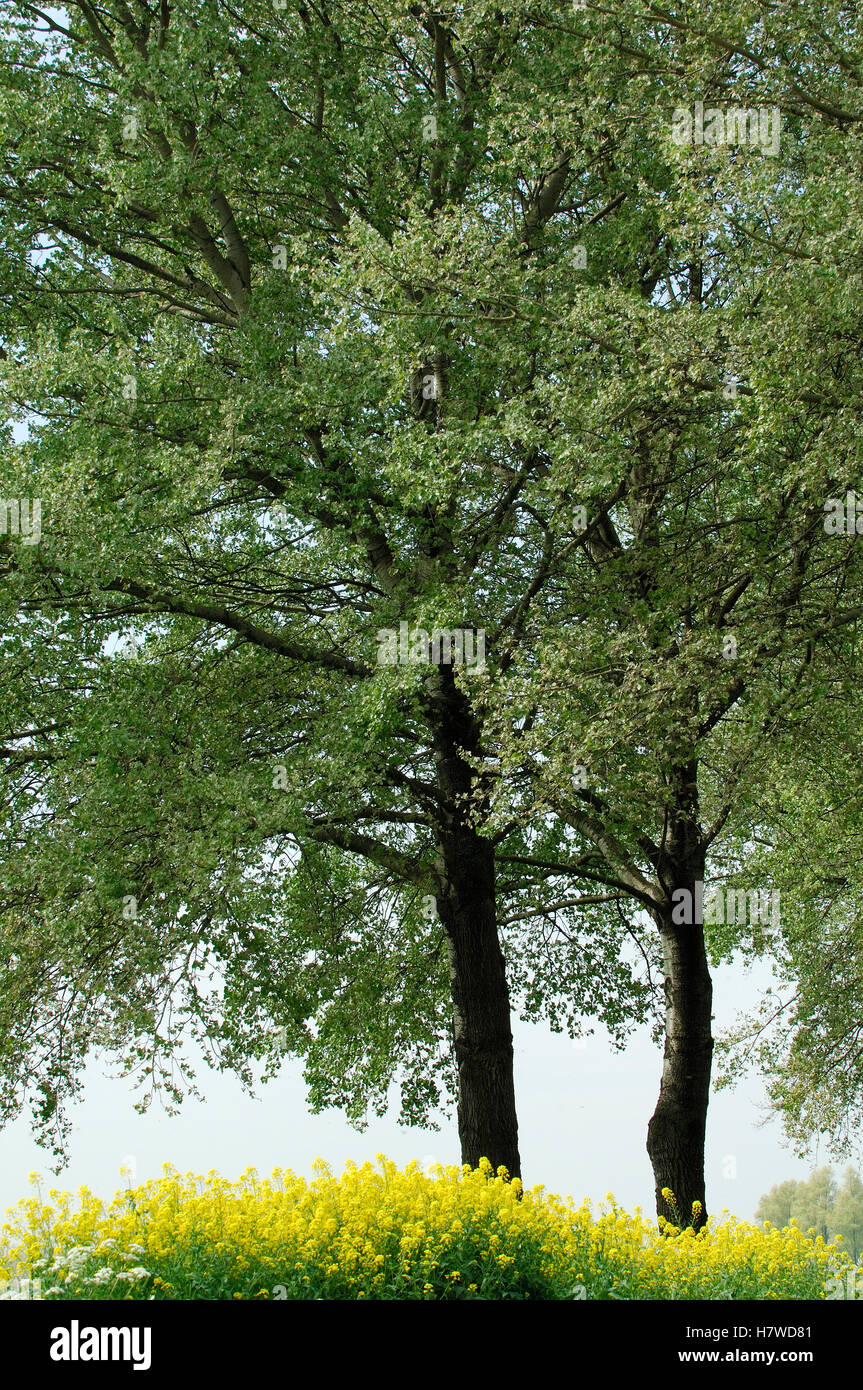 Gray Poplar (Populus canescens) trees and wildflowers, Netherlands ...