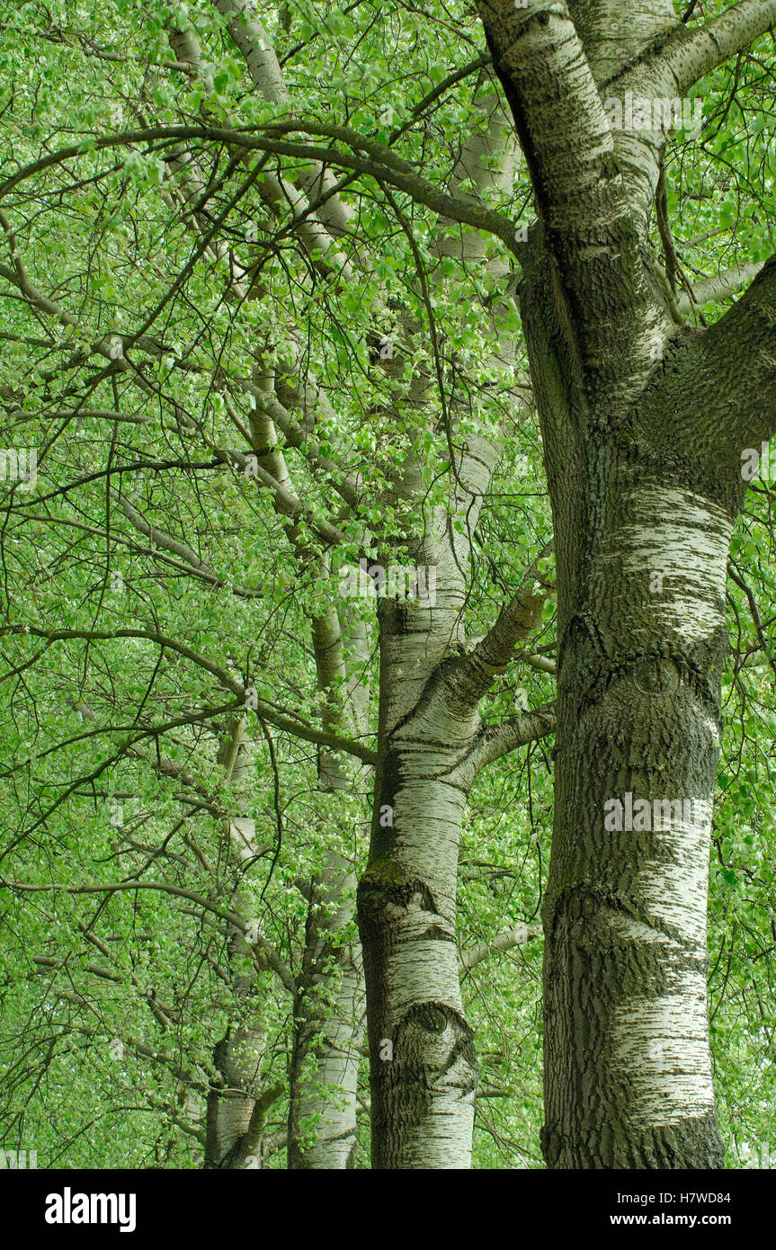 Gray Poplar (Populus canescens) trees, Netherlands Stock Photo - Alamy