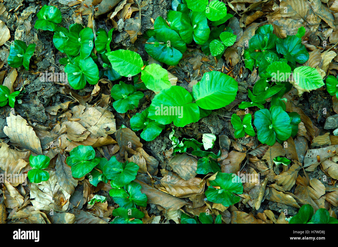 European Beech (Fagus sylvatica) saplings, Netherlands Stock Photo - Alamy