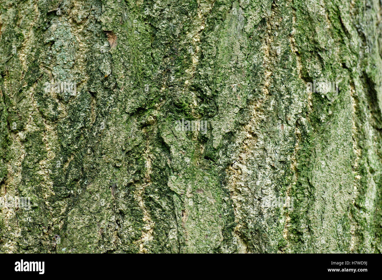 Ginkgo (Ginkgo biloba) bark, Netherlands Stock Photo - Alamy