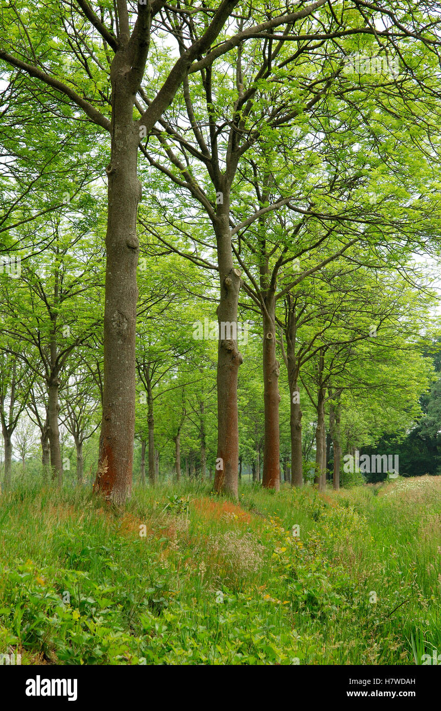 European Ash (Fraxinus excelsior) trees, Netherlands Stock Photo - Alamy