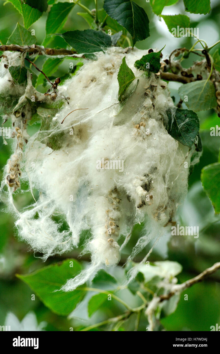 Canadian Poplar (Populus canadensis) seeds in white hair aiding in seed ...