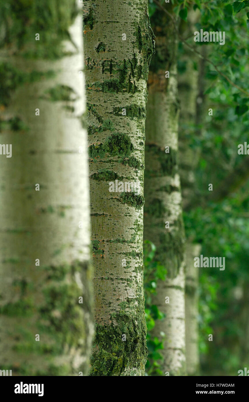 Canadian Poplar (Populus canadensis) trees, Netherlands Stock Photo - Alamy