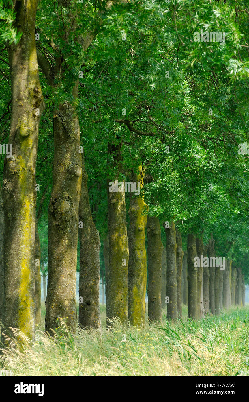 European Ash (Fraxinus excelsior) trees, Netherlands Stock Photo - Alamy