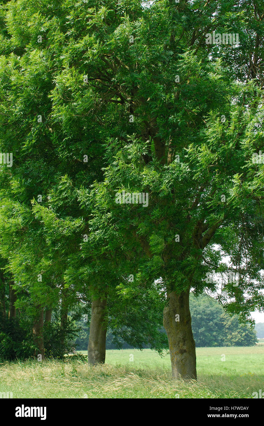 European Ash (Fraxinus excelsior) tree, Netherlands Stock Photo - Alamy