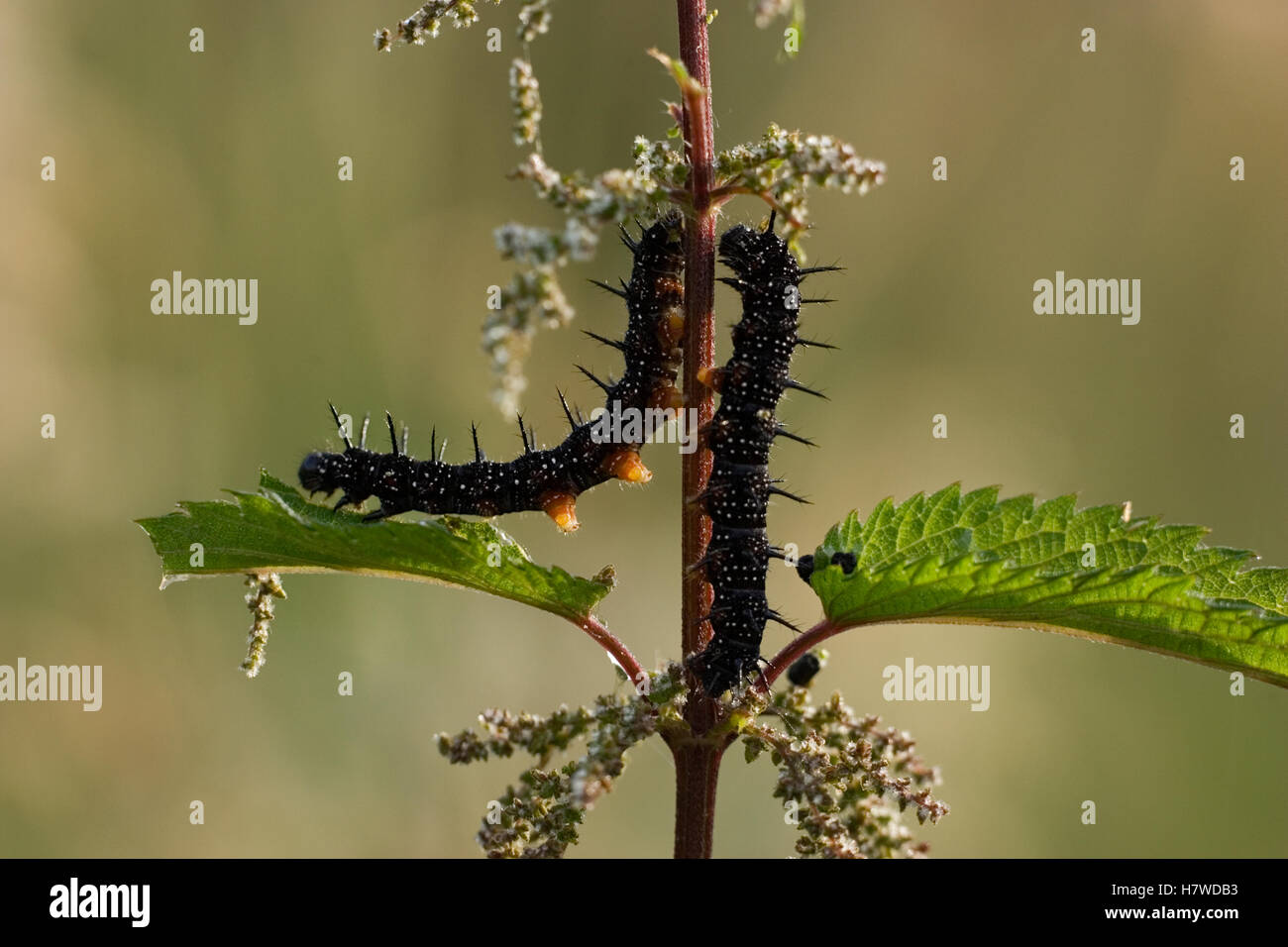 Small Tortoiseshell (Aglais urticae) caterpillars feeding on Stinging ...