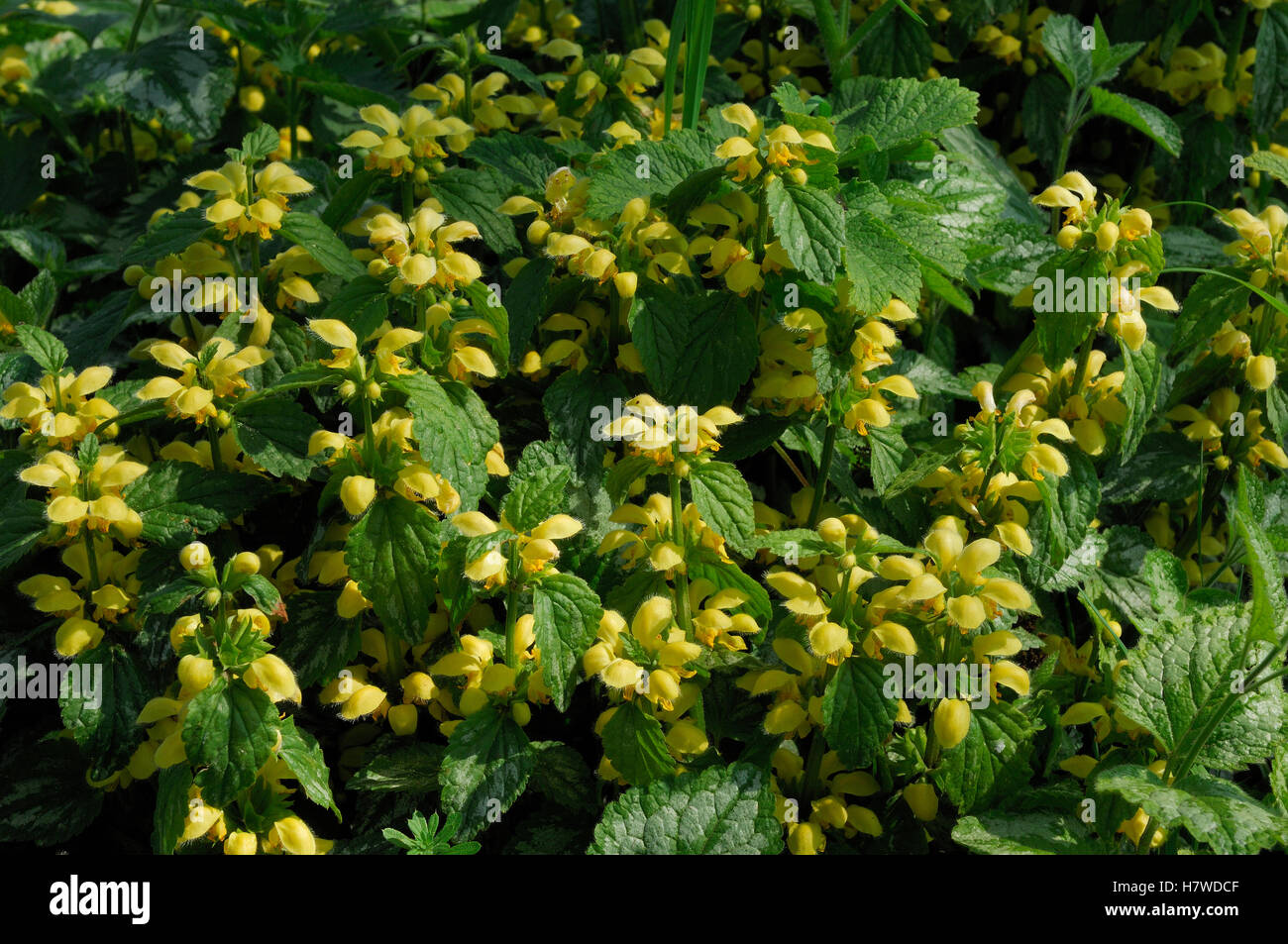 Yellow Archangel (Lamiastrum galeobdolon) flowers, Netherlands Stock ...