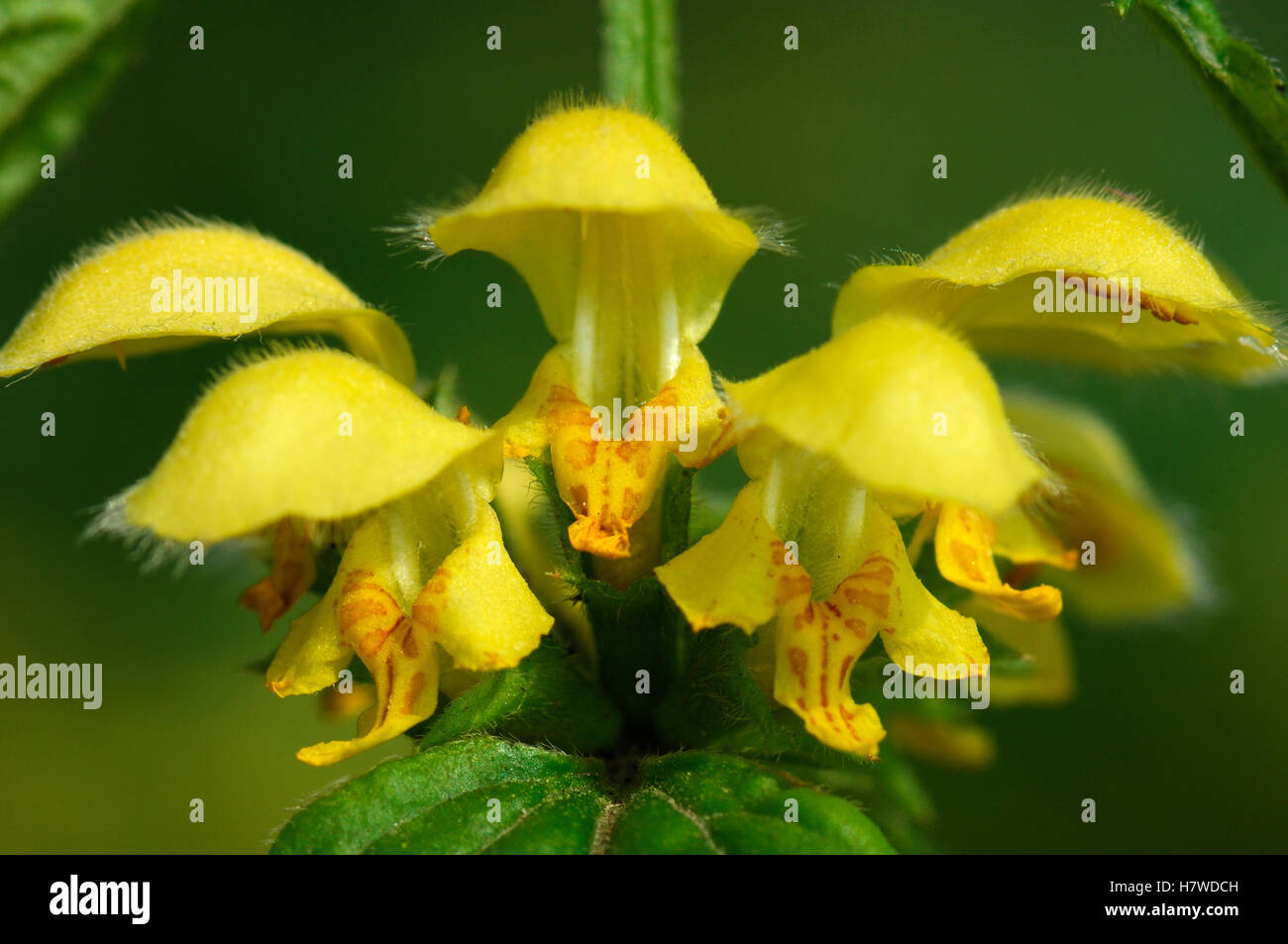 Yellow Archangel (Lamiastrum galeobdolon) flowers, Netherlands Stock ...