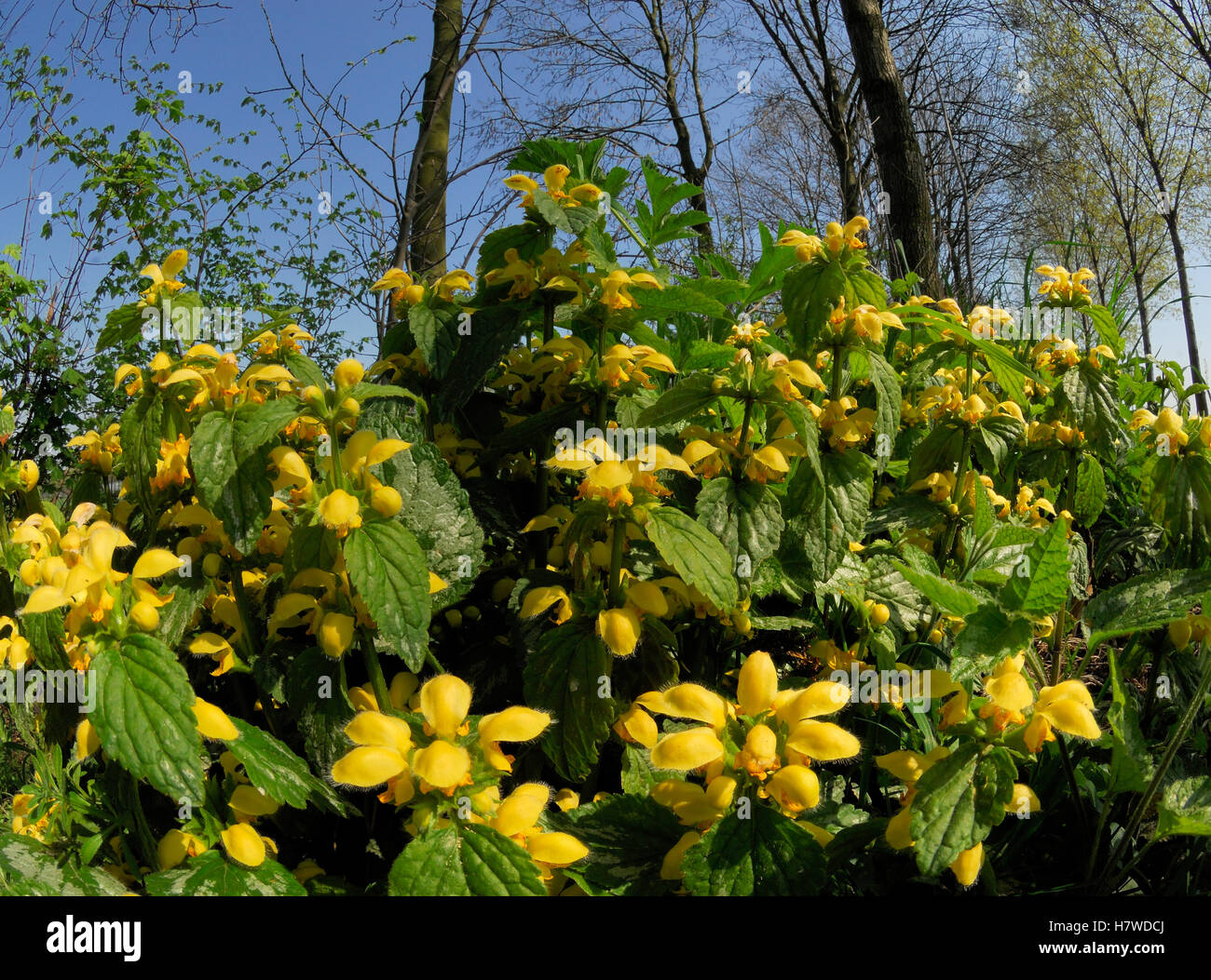Yellow Archangel (Lamiastrum galeobdolon) flowers, Netherlands Stock ...