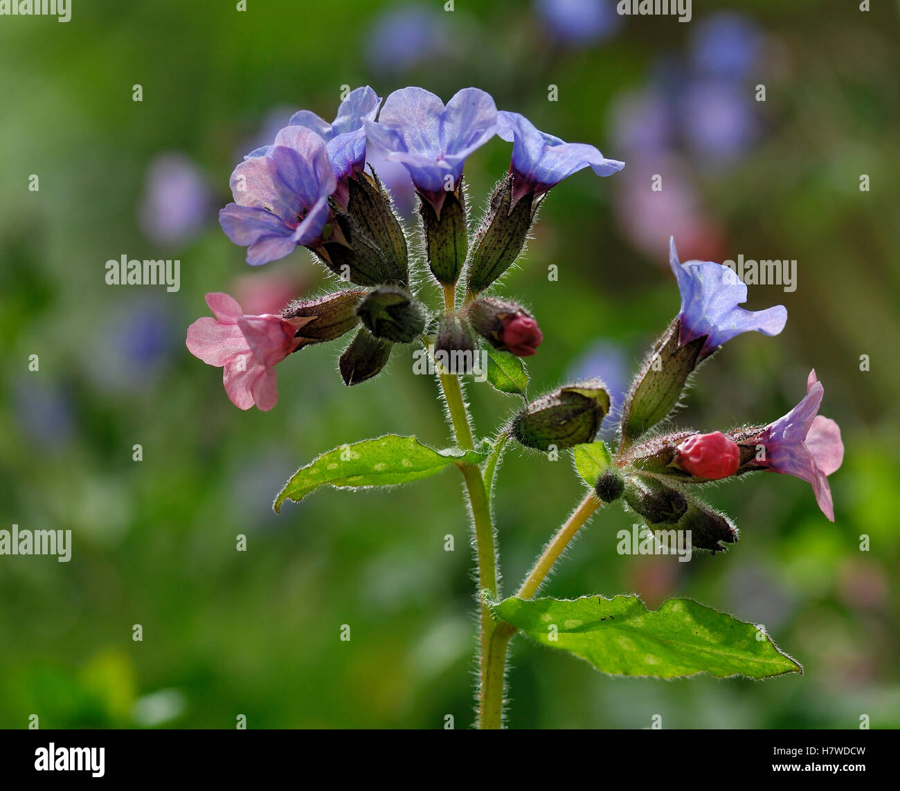 Common Lungwort (Pulmonaria officinalis) flowers, Netherlands Stock ...