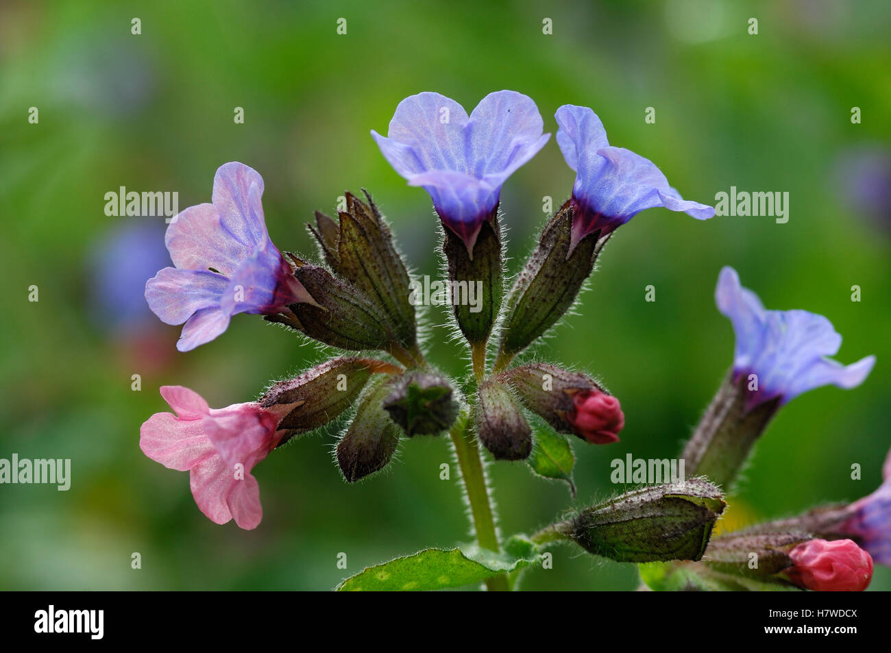 Common Lungwort (Pulmonaria officinalis) flowers, Netherlands Stock ...