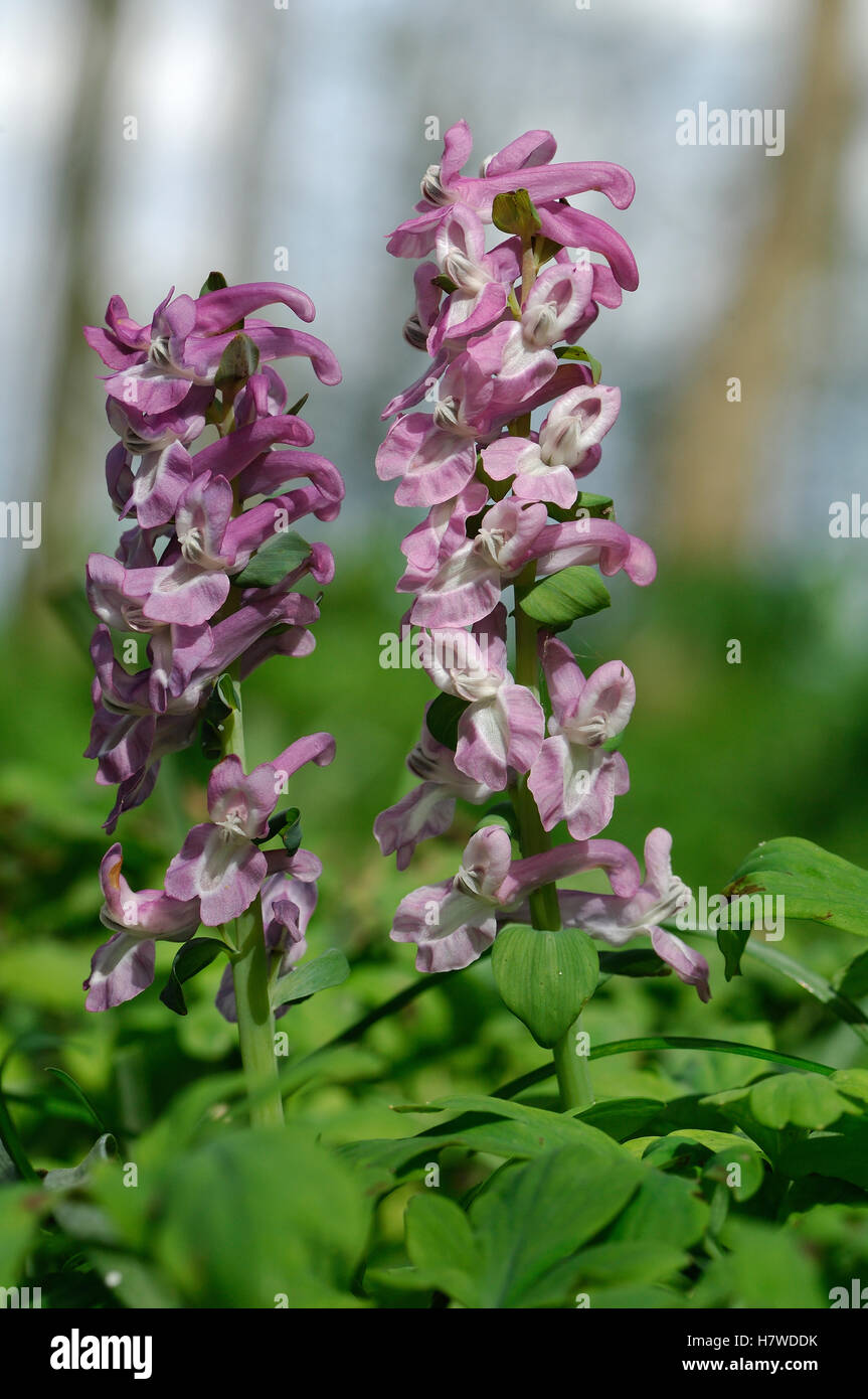 Hollow flower hi-res stock photography and images - Alamy