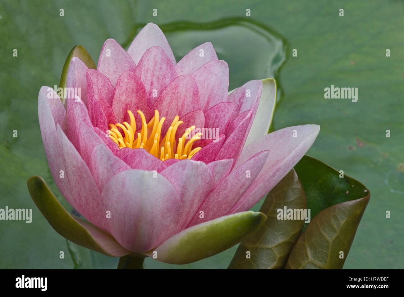 Amazon Water Lily (Victoria amazonica) flower, Netherlands Stock Photo ...