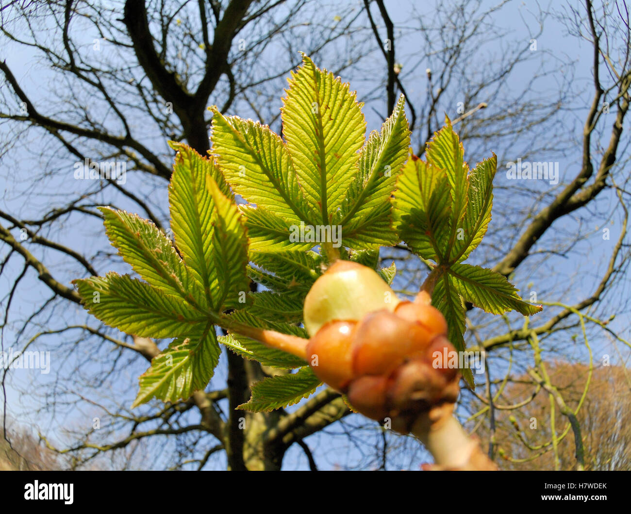 Horse Chestnut (Aesculus hippocastanum) sapling and mature tree ...