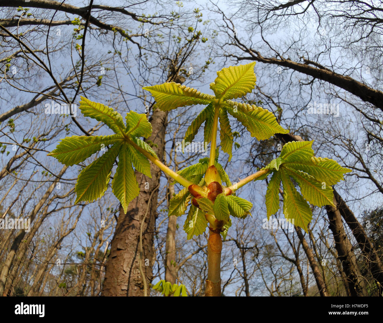 Horse Chestnut (Aesculus hippocastanum) sapling, Netherlands Stock ...