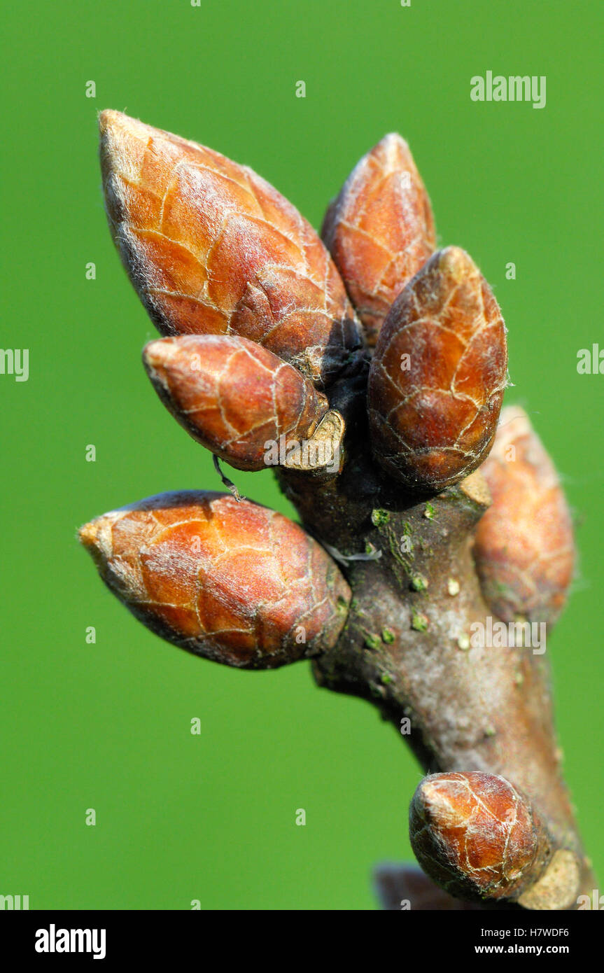 English Oak (Quercus robur) buds, Netherlands Stock Photo - Alamy