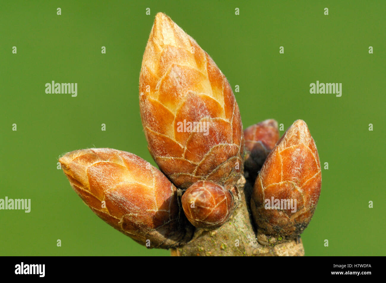 English Oak (Quercus robur) buds, Netherlands Stock Photo - Alamy
