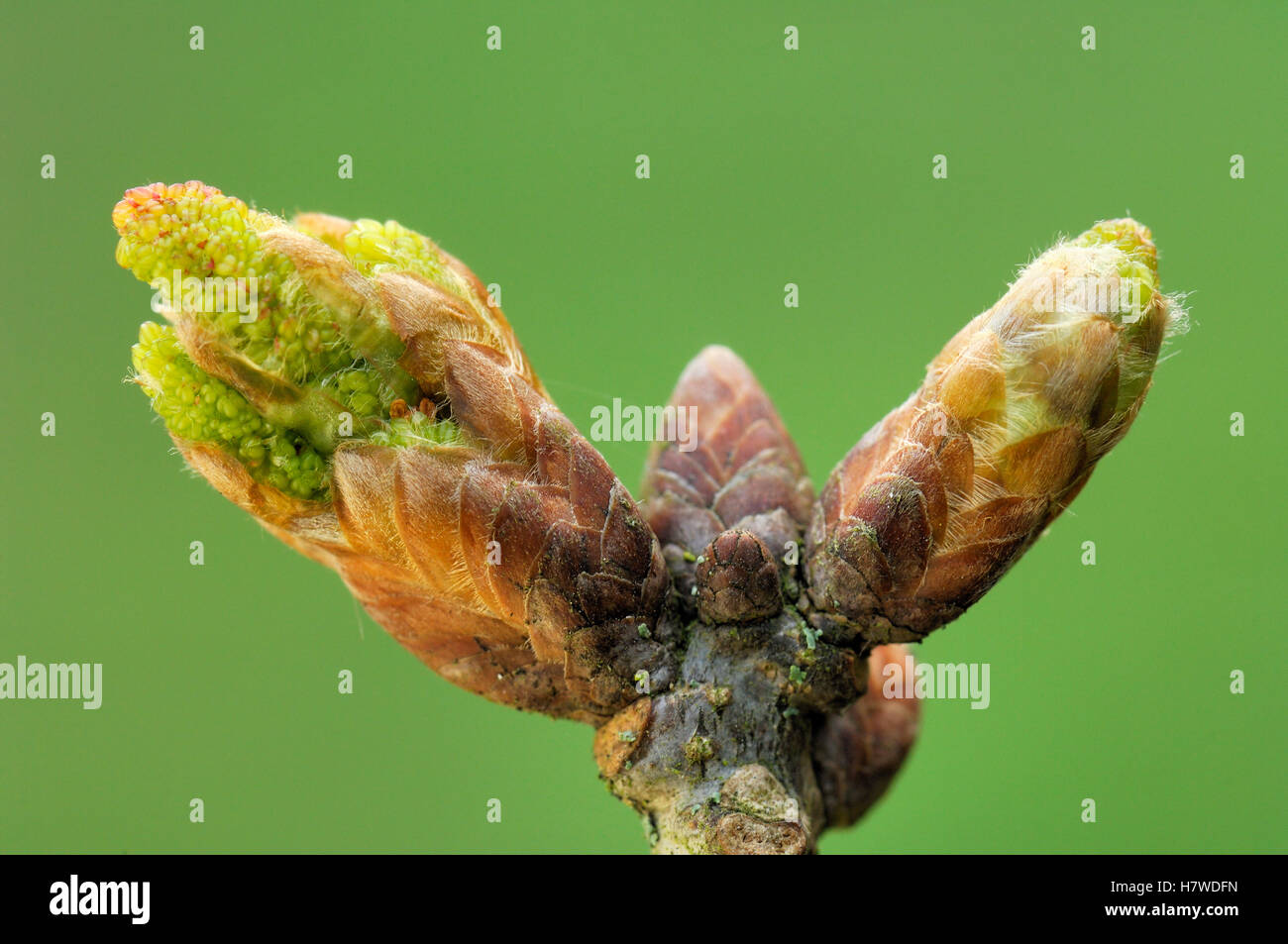 English Oak (Quercus robur) budding, Netherlands Stock Photo - Alamy