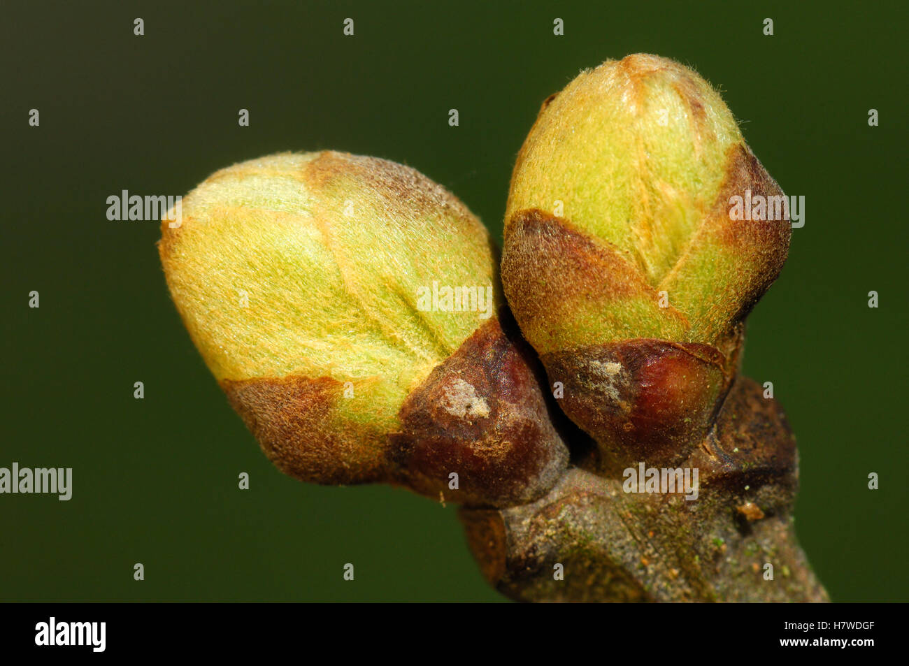 European Chestnut (Castanea sativa) budding, Netherlands Stock Photo ...