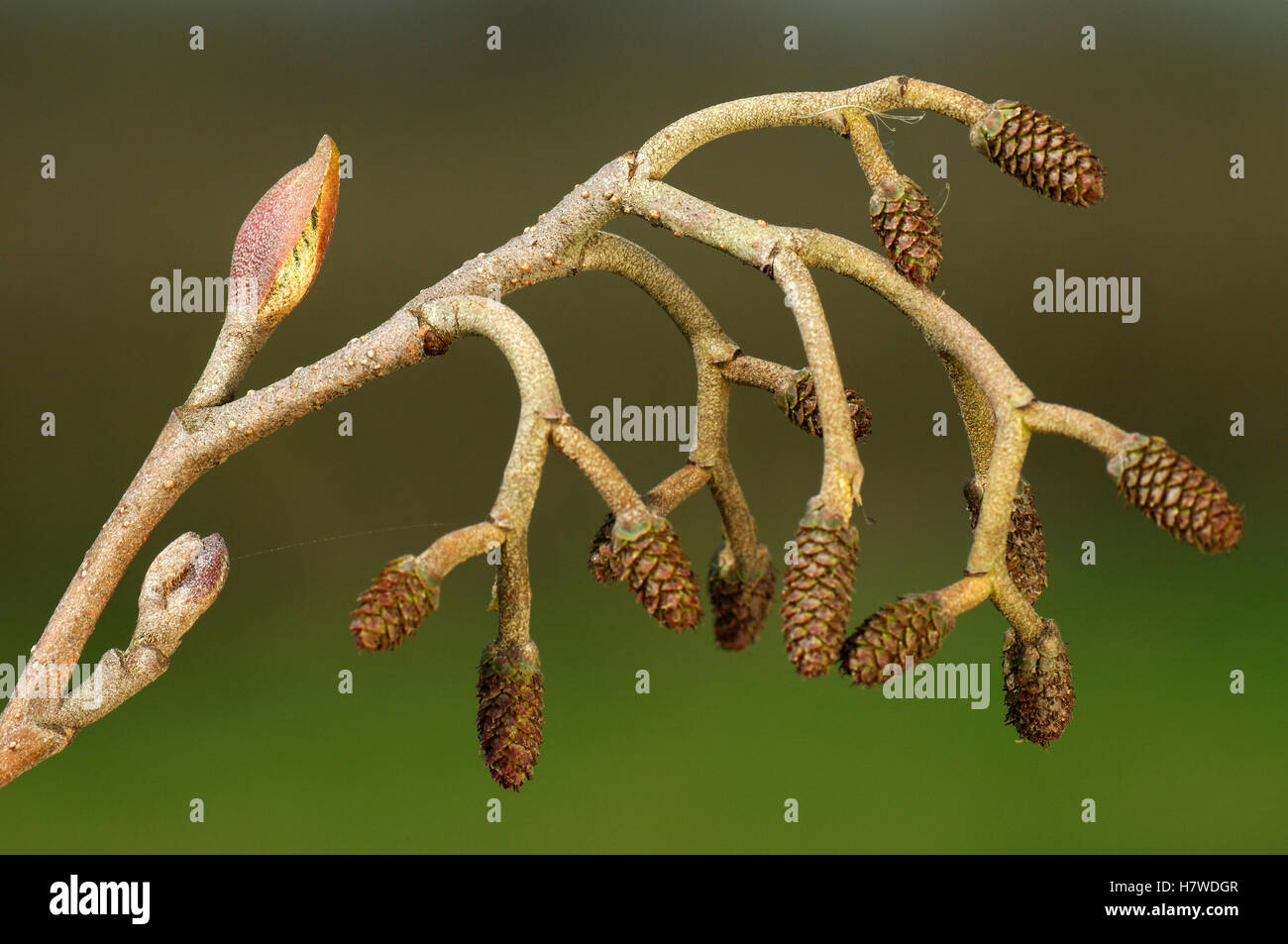 European Alder (Alnus glutinosa) bud and catkins, Netherlands Stock ...