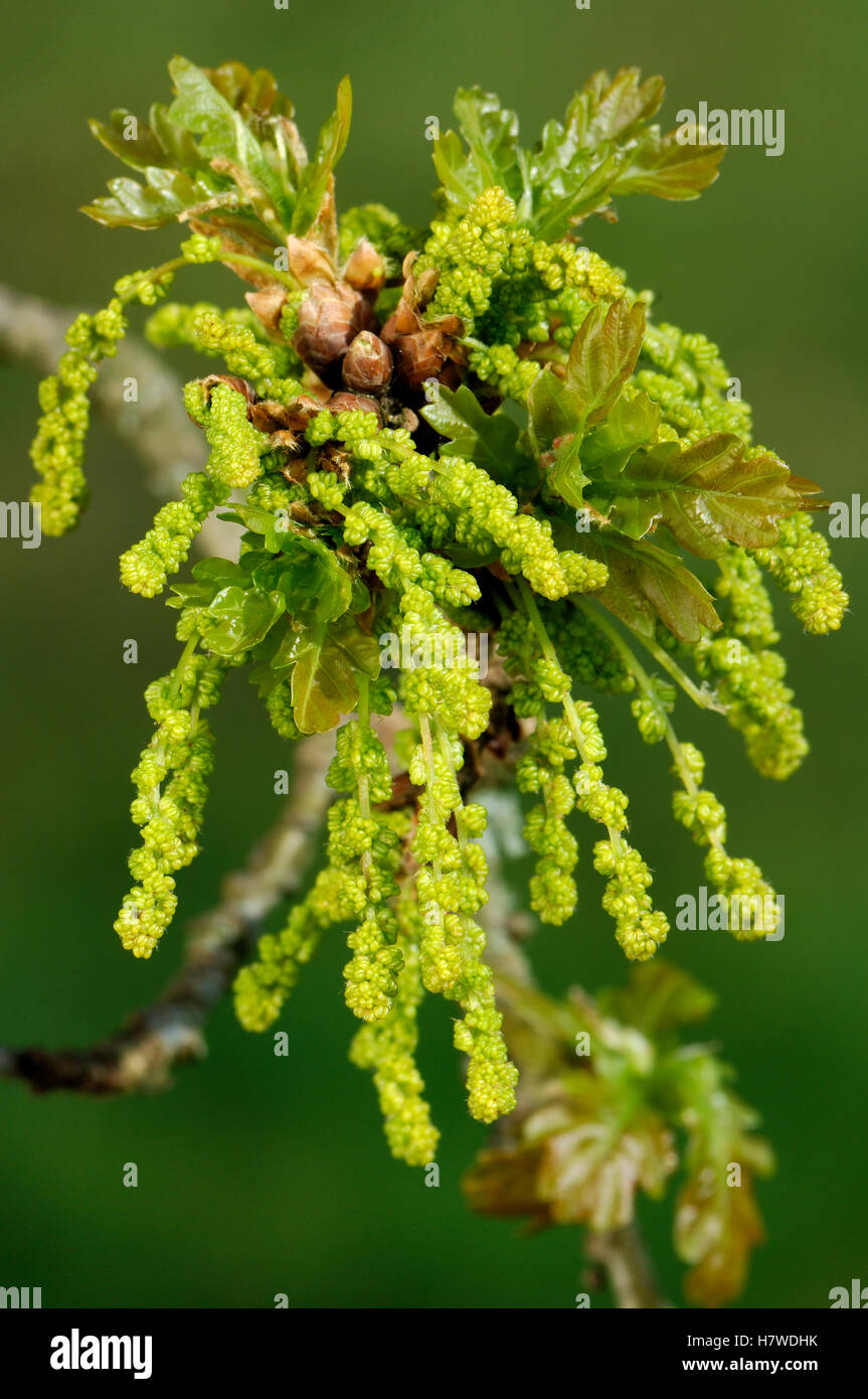 English Oak (Quercus robur) catkins, Netherlands Stock Photo - Alamy